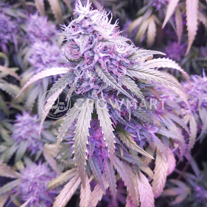 Paradise Seeds - DUTCH DRAGON | Feminizovaná semínka konopí | GROWMART.CZ